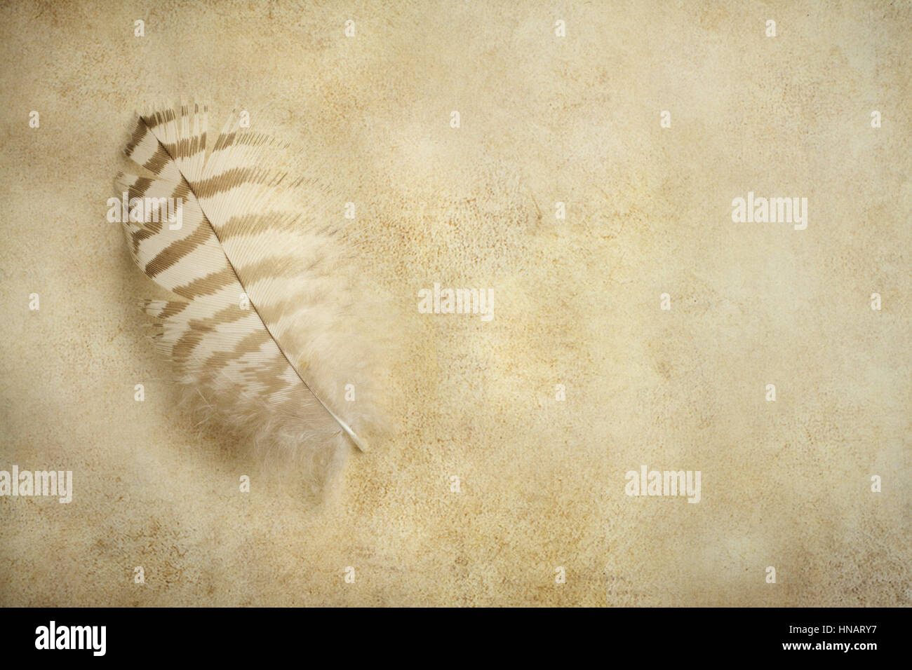 Feather on an old paper background Stock Photo - Alamy