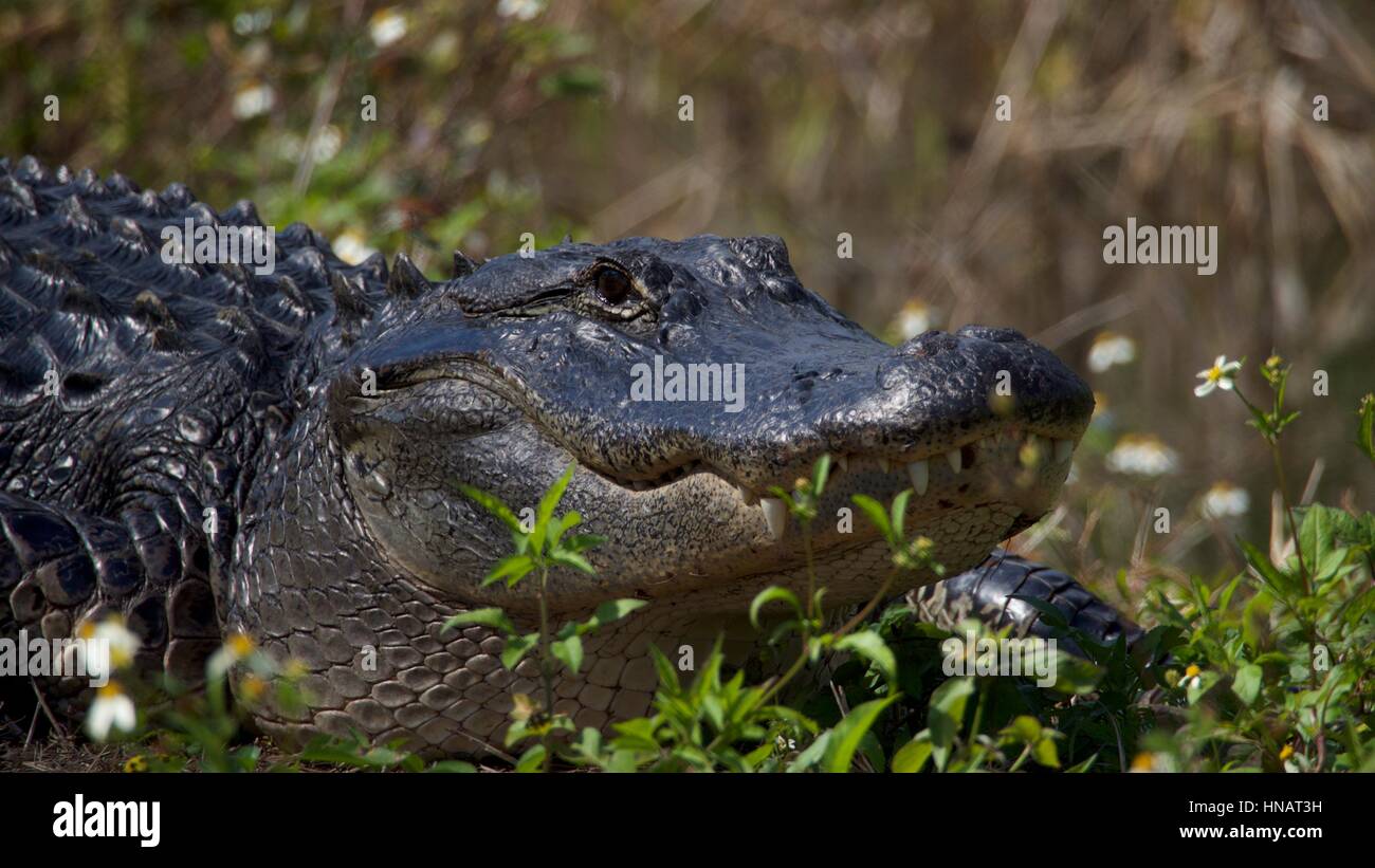 American alligator close up hi-res stock photography and images - Alamy