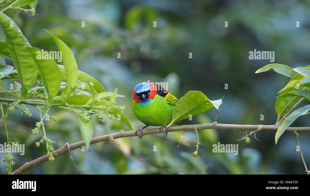 Colorful finch hi-res stock photography and images - Alamy