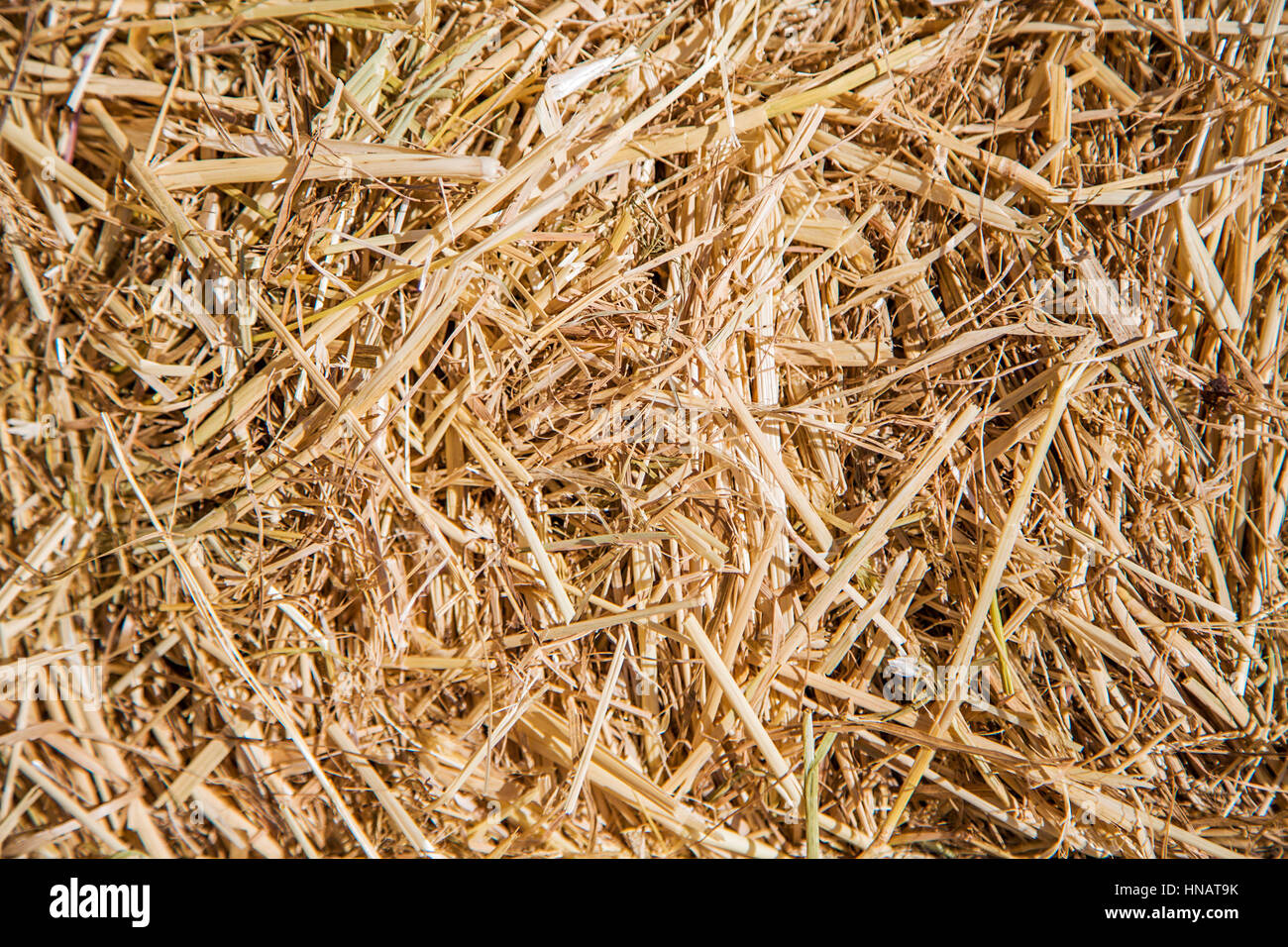 Hay seamless background Stock Photo - Alamy