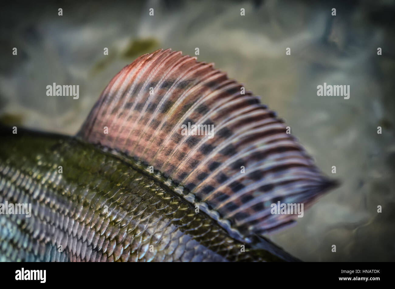 Fish fin. Grayling Stock Photo - Alamy