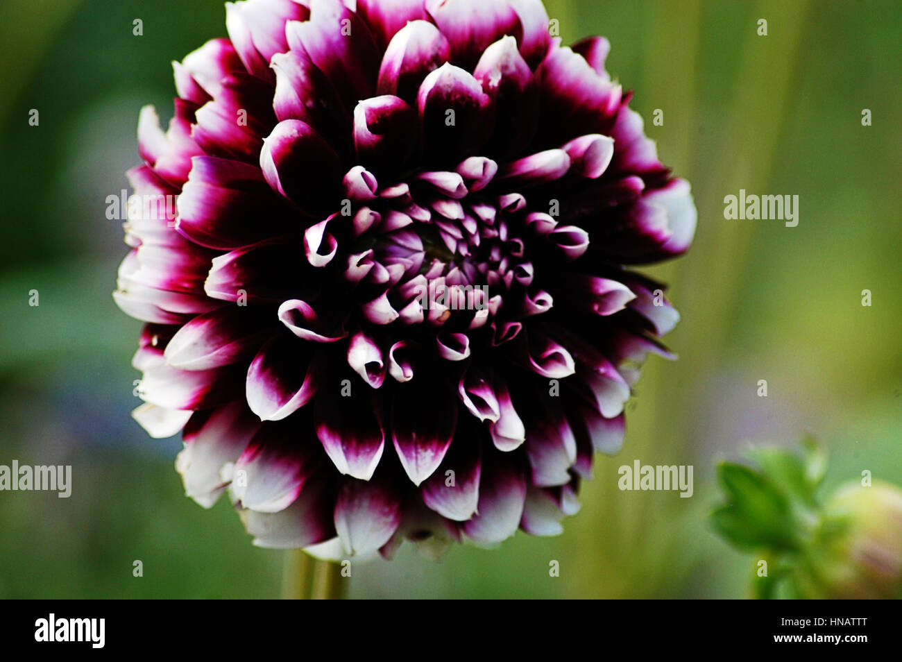Deep violet flower hi-res stock photography and images - Alamy