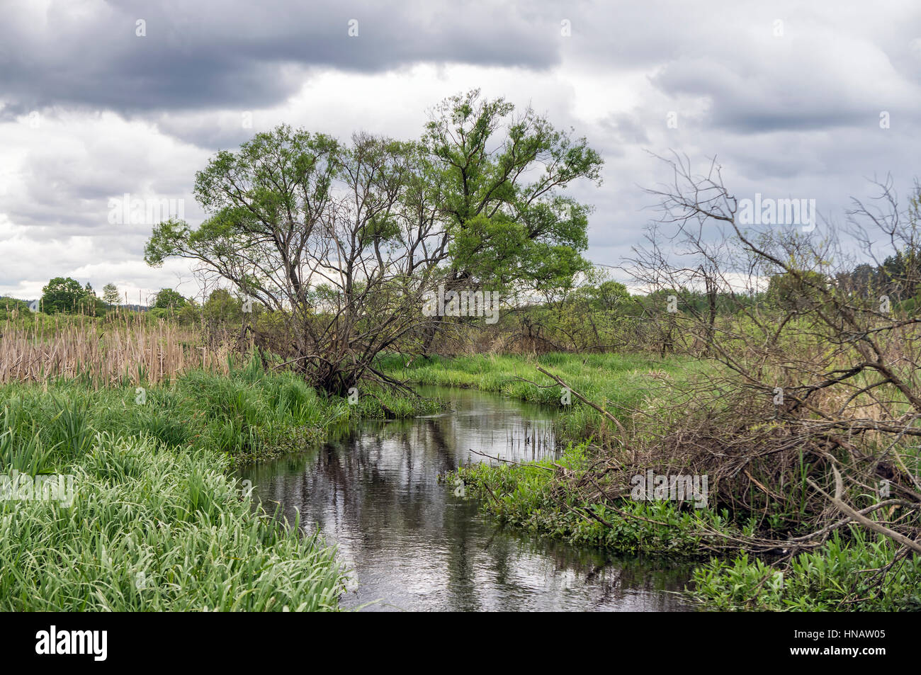 Creek tree hi-res stock photography and images - Alamy