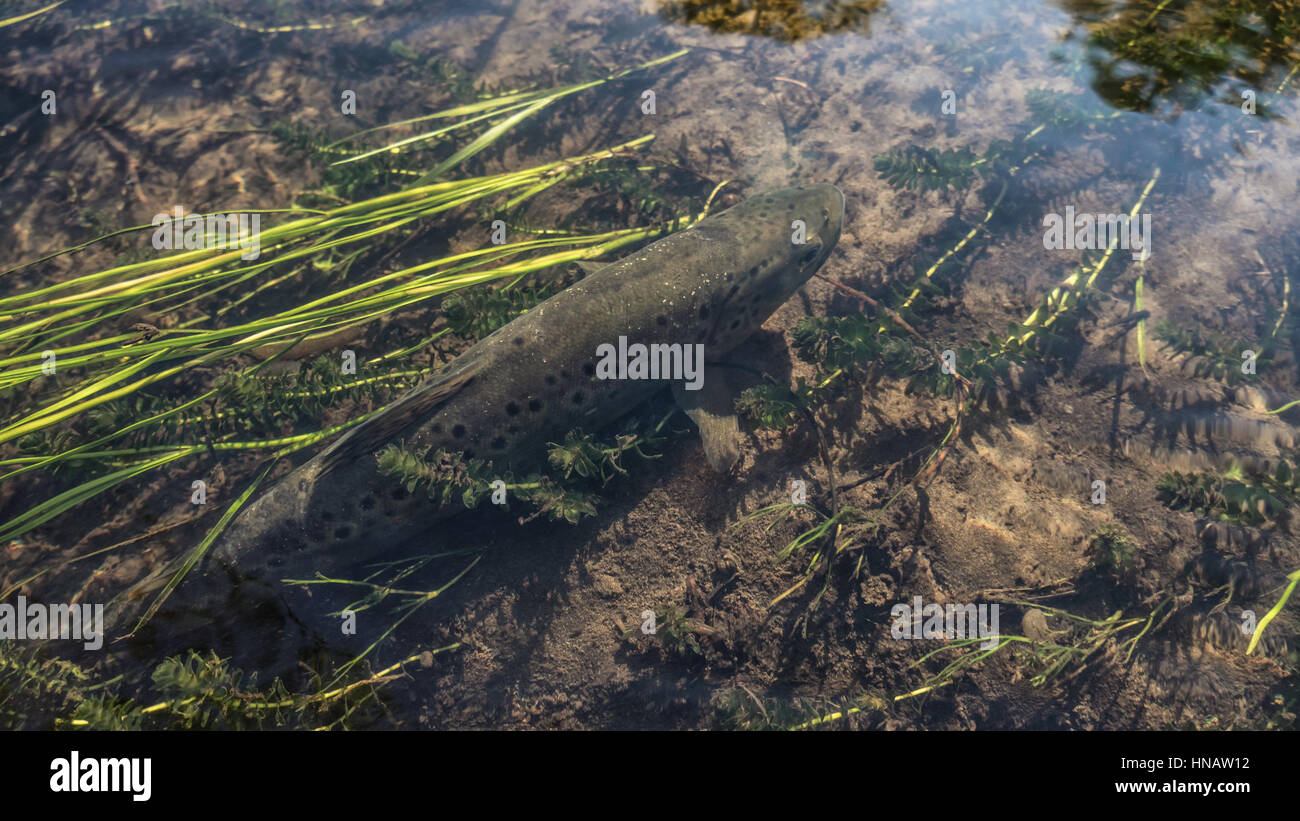 Underwater camera fishing hi-res stock photography and images - Alamy