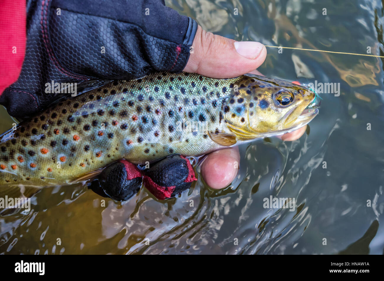 Trout caught fly fishing Stock Photo - Alamy