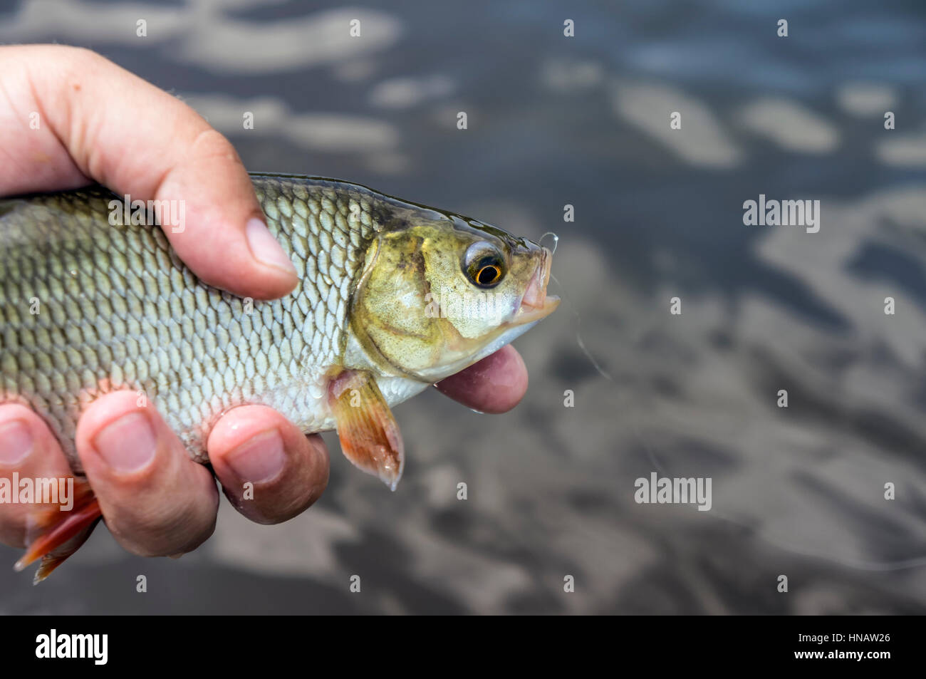 Fish caught fly fishing Stock Photo - Alamy