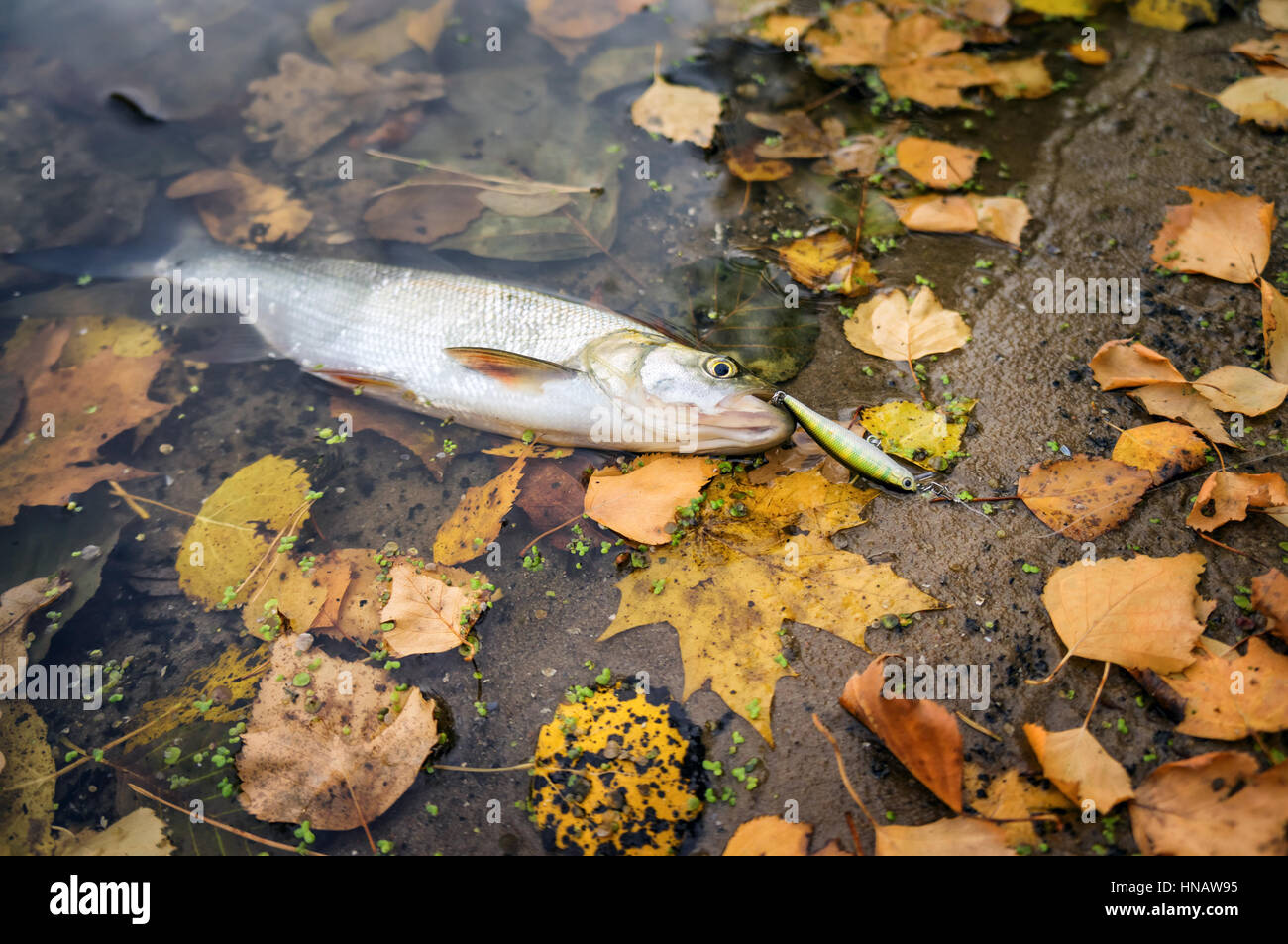 Minsk Region, Belarus -October 20, 2014: Asp caught on spinning during ...
