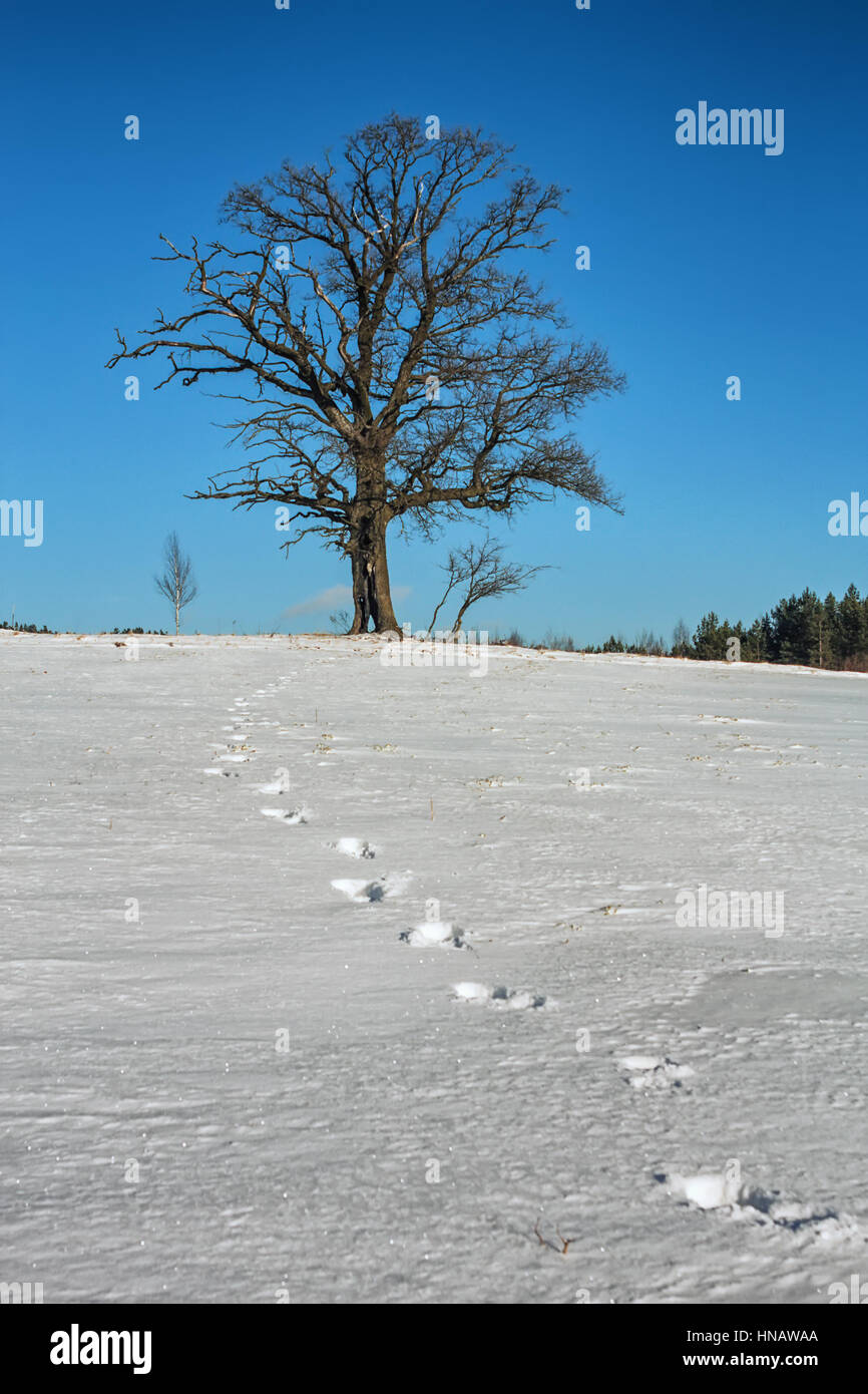 Lonely winter oak with a string of footprints Stock Photo - Alamy