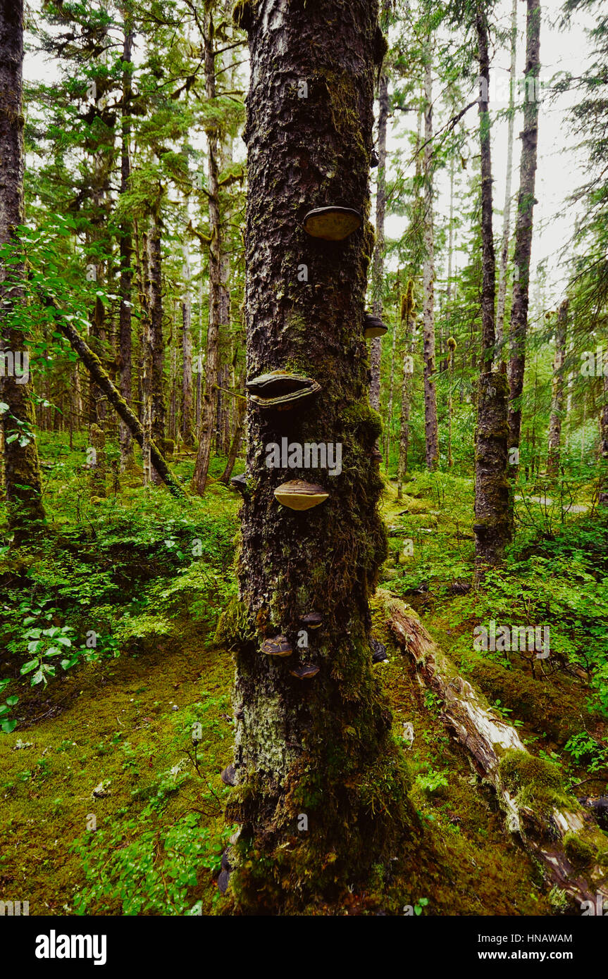 forest trail in glacier bay national park, Alaska Stock Photo - Alamy