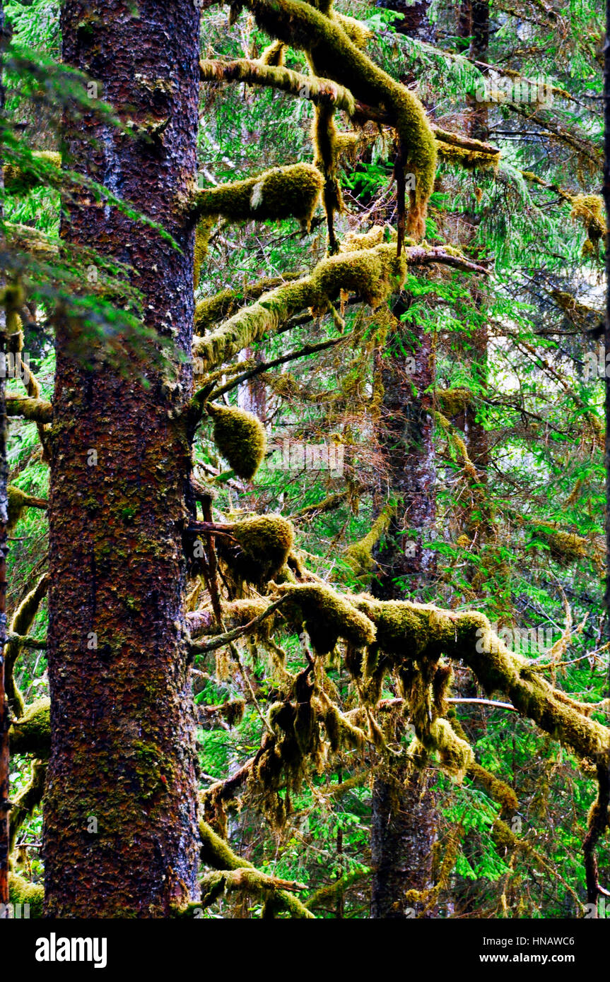 Rainforest loop trail hi-res stock photography and images - Alamy