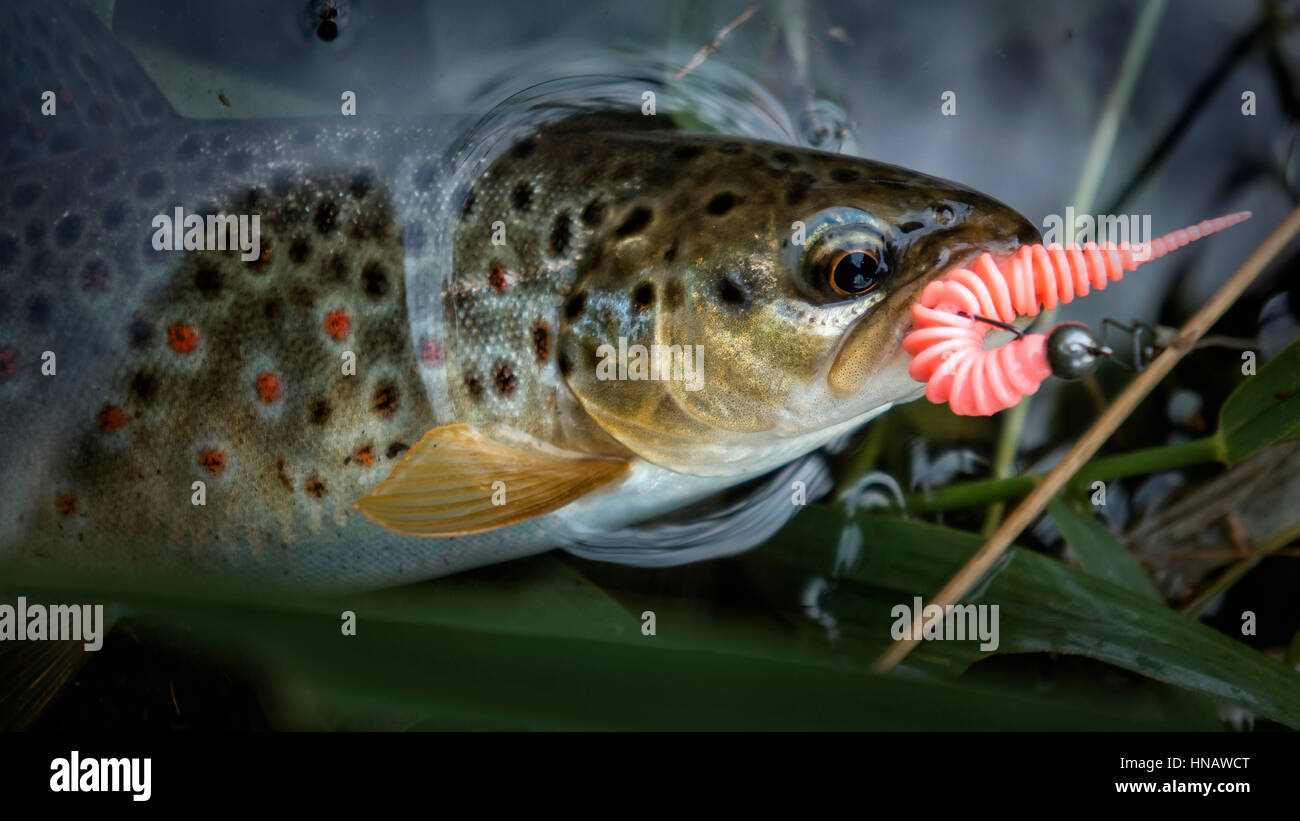 Beautiful trophies hi-res stock photography and images - Alamy