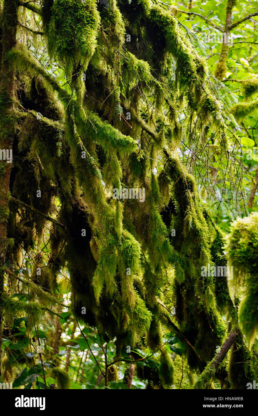 forest trail in glacier bay national park, Alaska Stock Photo - Alamy