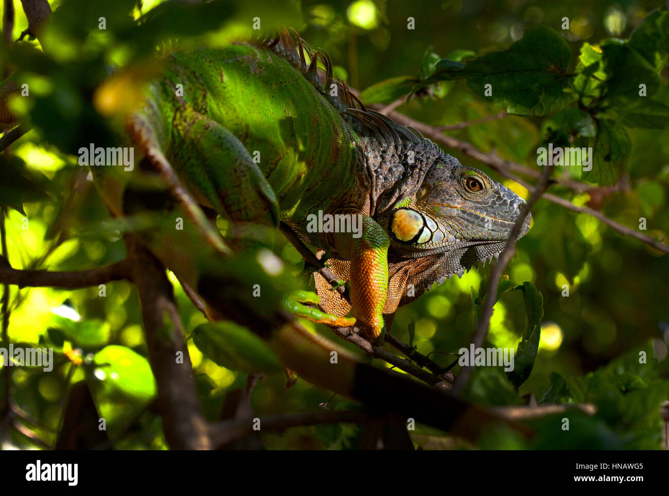 Iguana iguana key west hi-res stock photography and images - Alamy