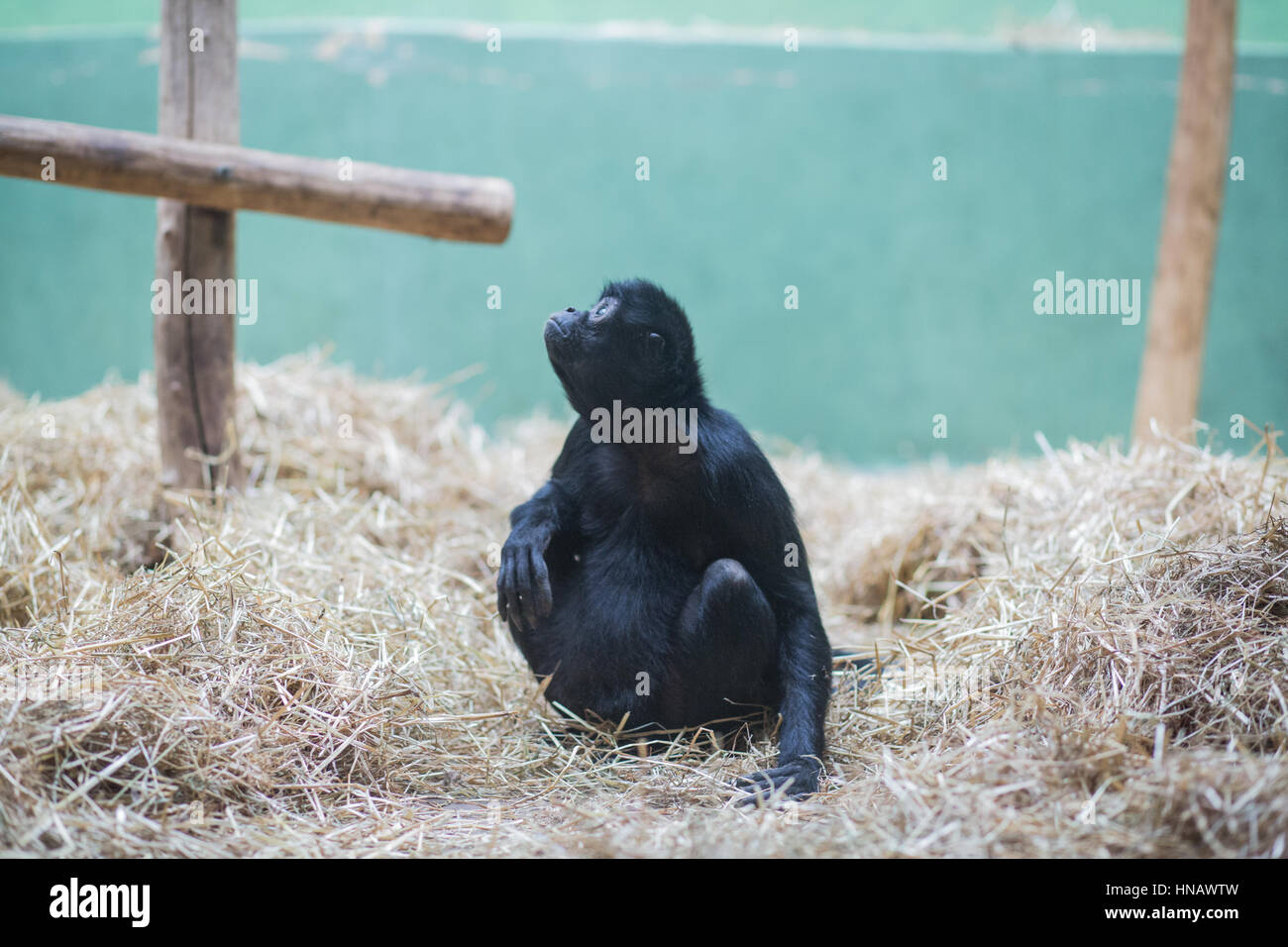 Distracted Gaze High Resolution Stock Photography and Images - Alamy