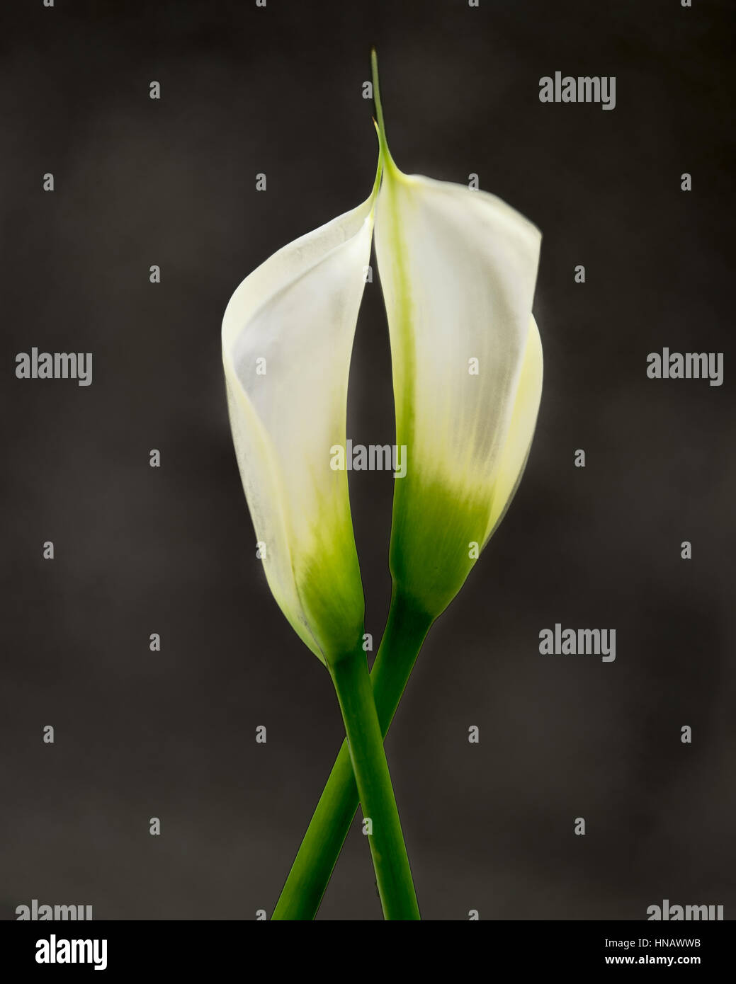 Cala lilly flowers hi-res stock photography and images - Alamy