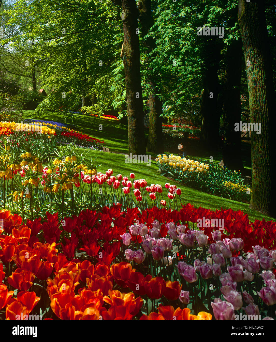 Keukenhof Gardens, near Lisse, Holland, the Netherlands Stock Photo - Alamy