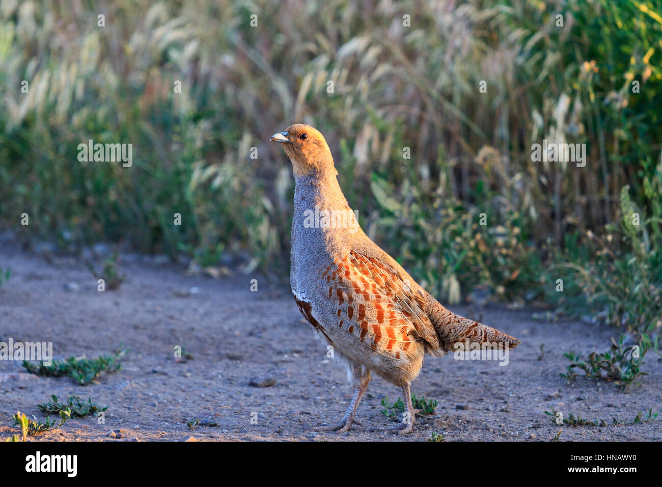 gray partridge in the way of field herbs,bird hunting, trophy, wild ...