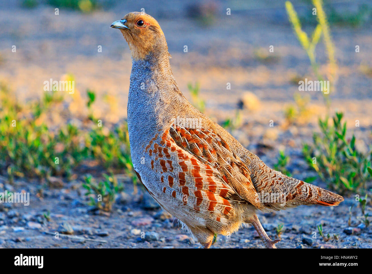partridge illuminated by the sun rising,bird hunting, trophy, wild bird ...