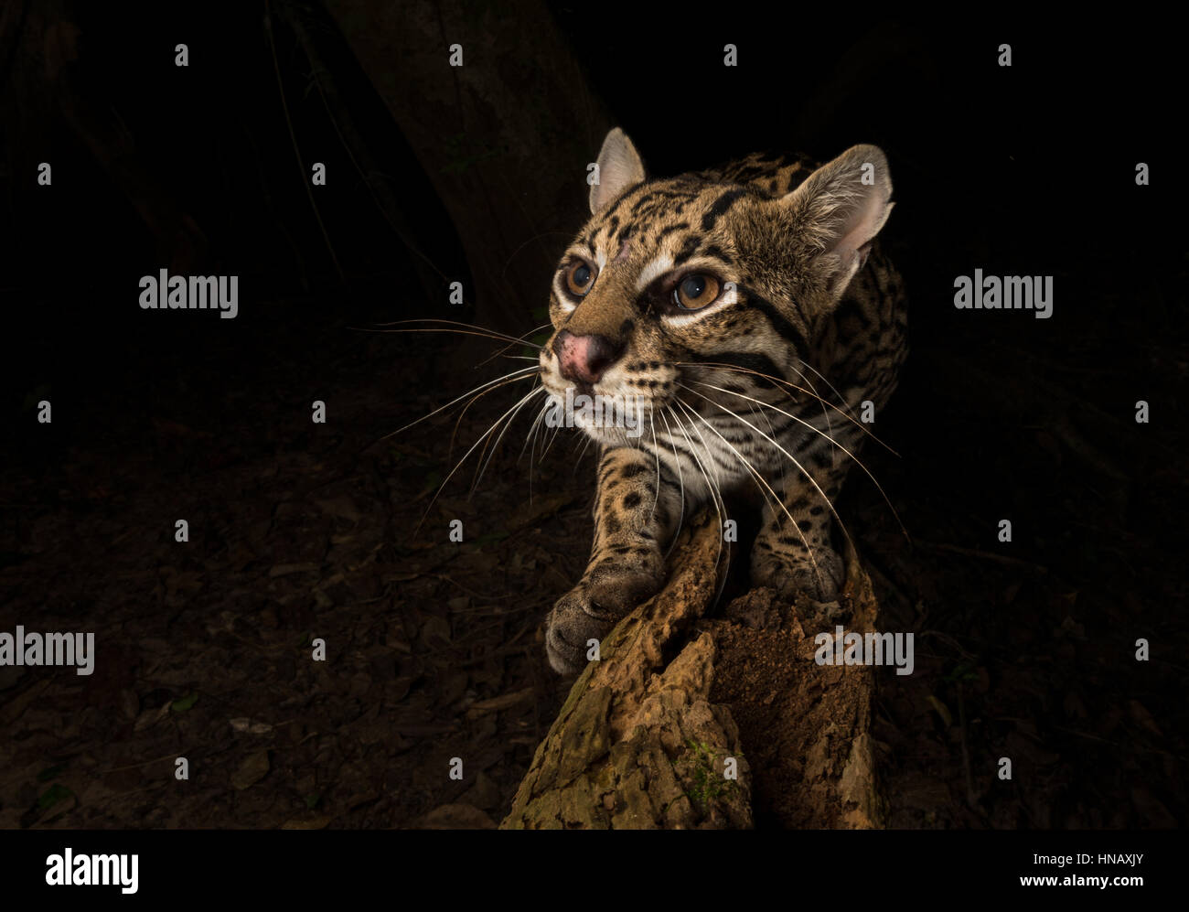 Ocelot hi-res stock photography and images - Alamy
