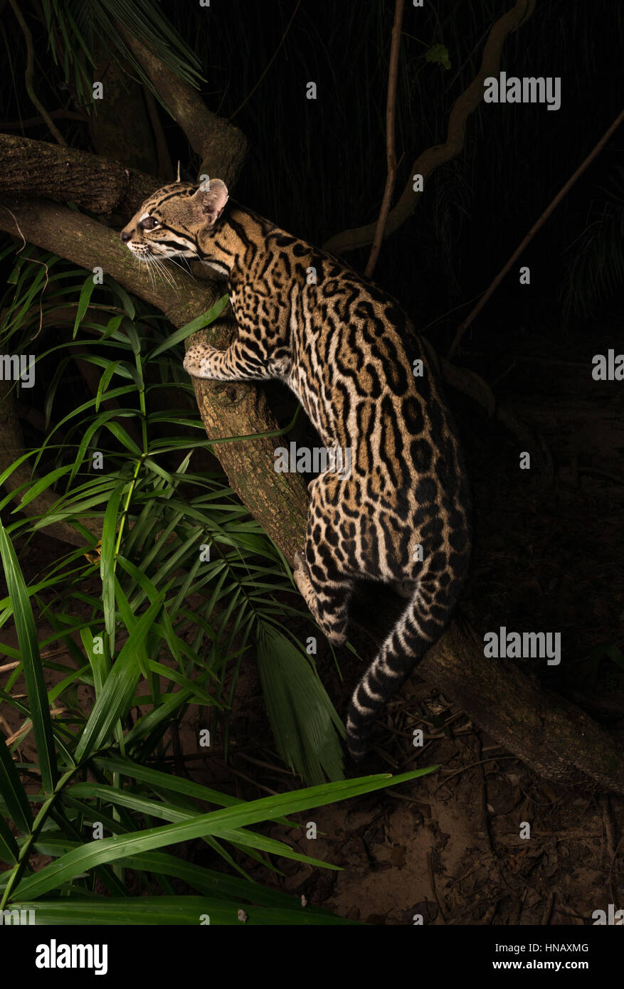 Ocelot hi-res stock photography and images - Alamy