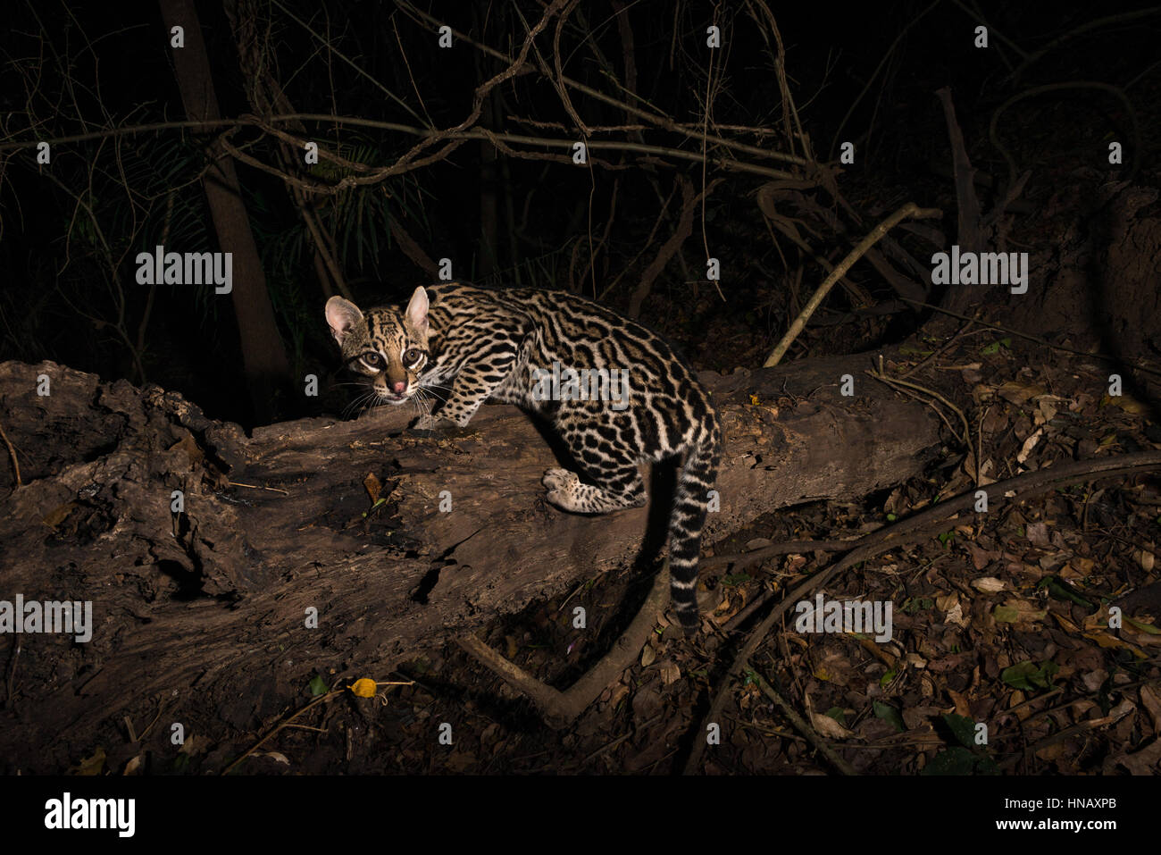 Brazilian ocelot hi-res stock photography and images - Alamy