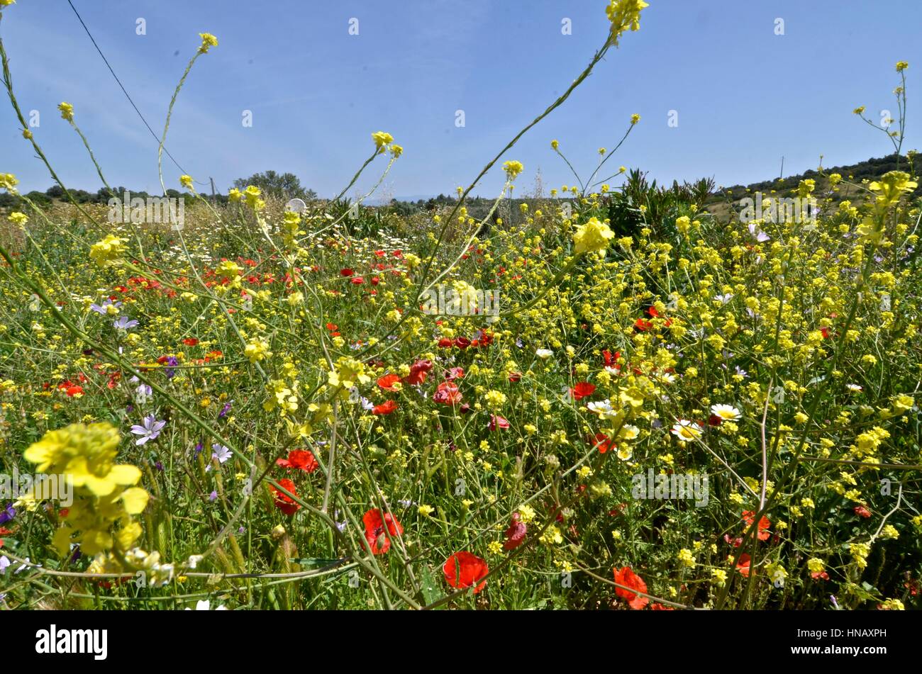 Wild spring flowers in Algarve Stock Photo - Alamy