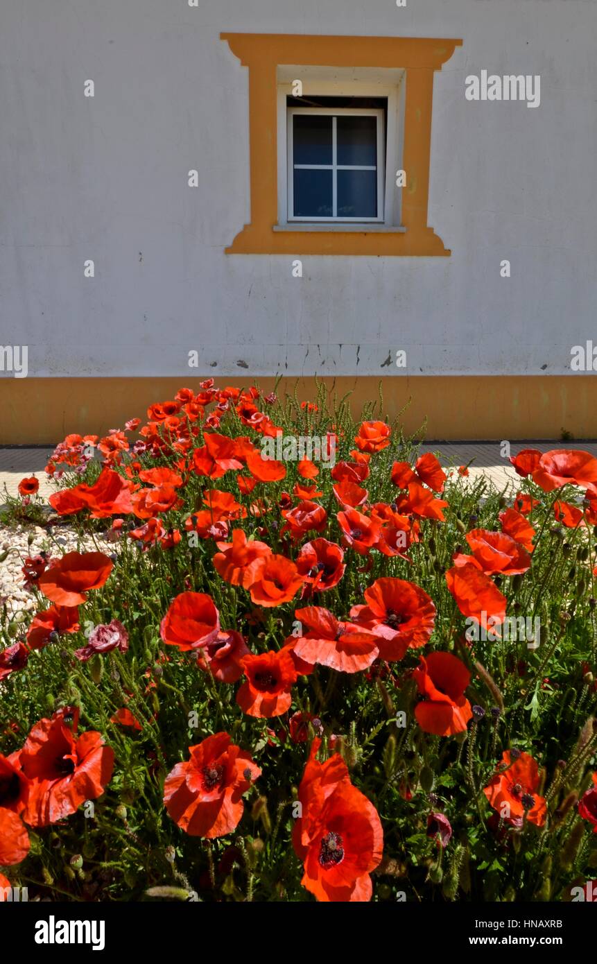 Red poppies and a window Stock Photo - Alamy