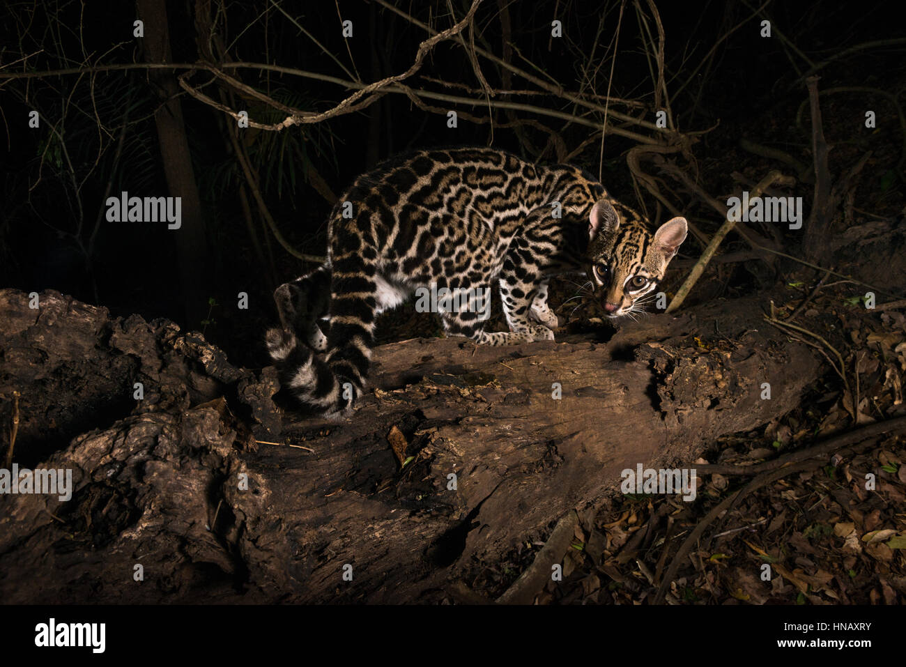 Brazilian ocelot hi-res stock photography and images - Alamy
