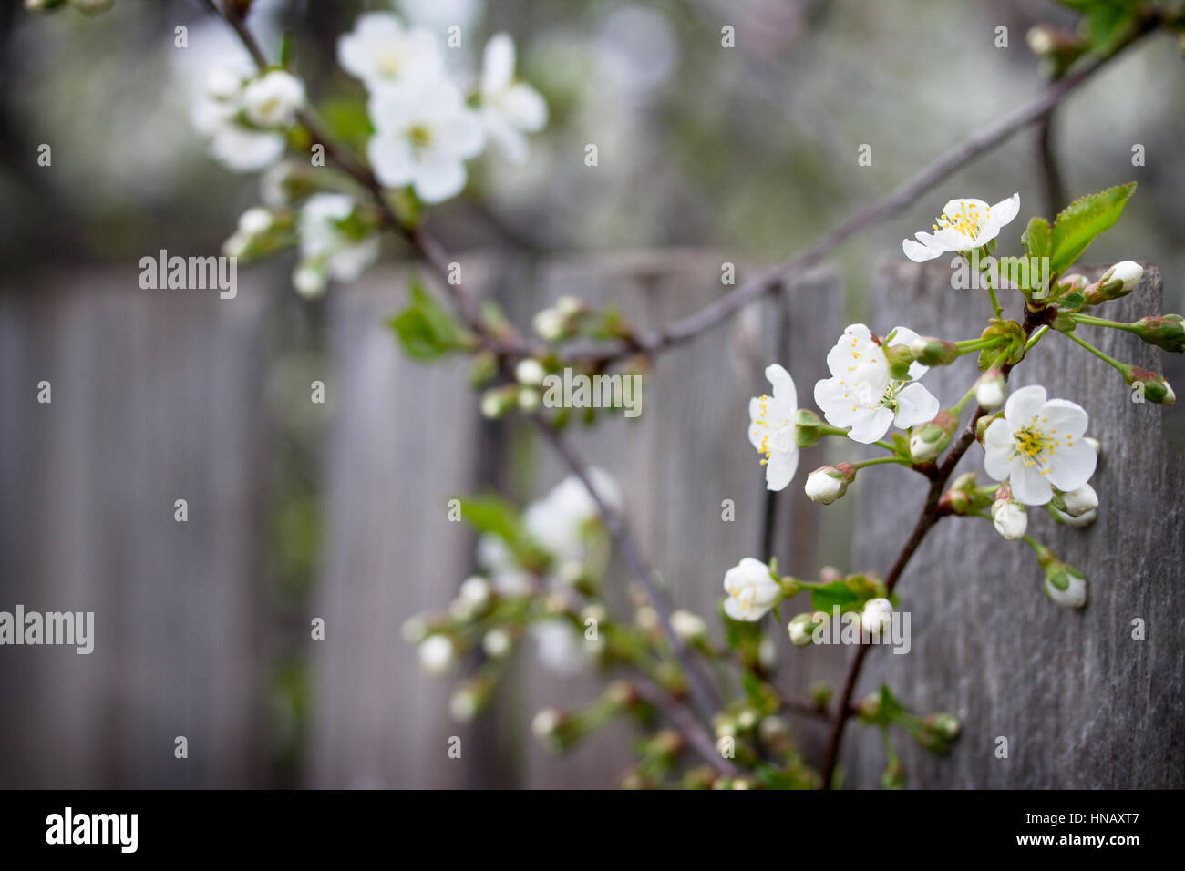 Flowering cherry tree Stock Photo - Alamy