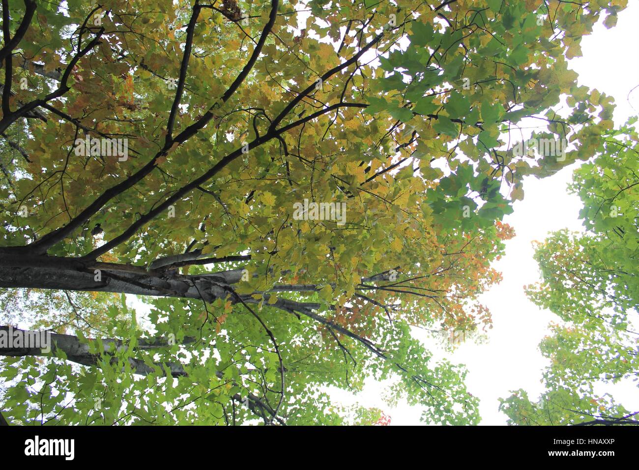 Branches stretching hi-res stock photography and images - Alamy
