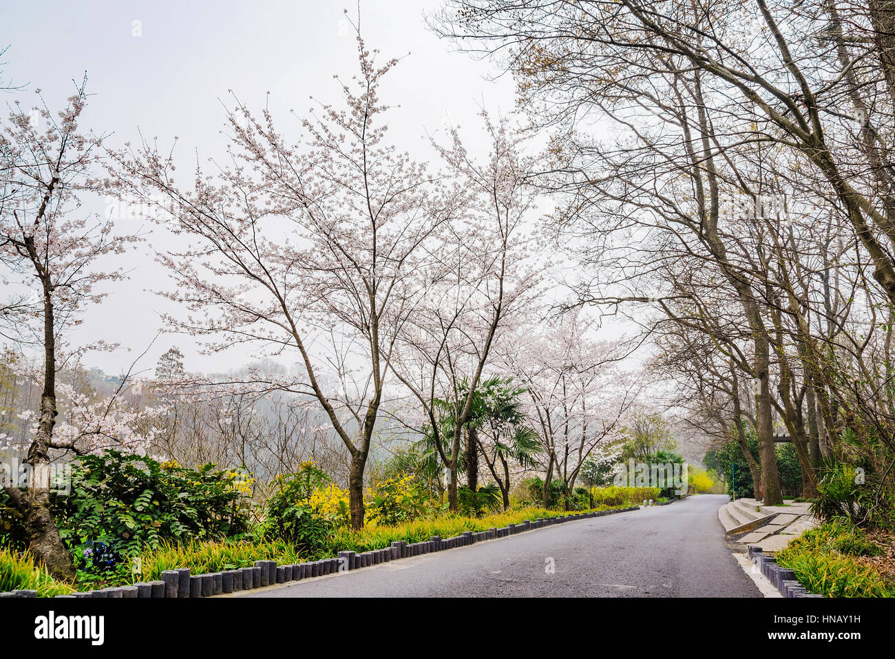 Mountain road with trees and nature Stock Photo - Alamy