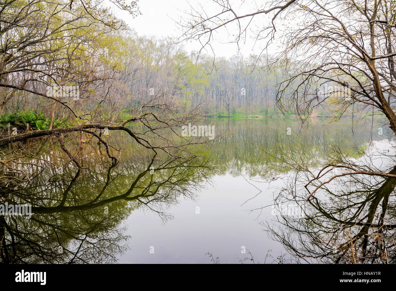 Enchanting lake with dead trees Stock Photo - Alamy