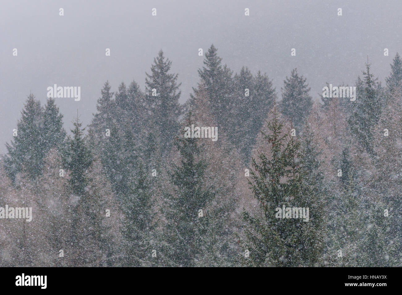 forest under strong snowy weather, gray sky, white background Stock ...