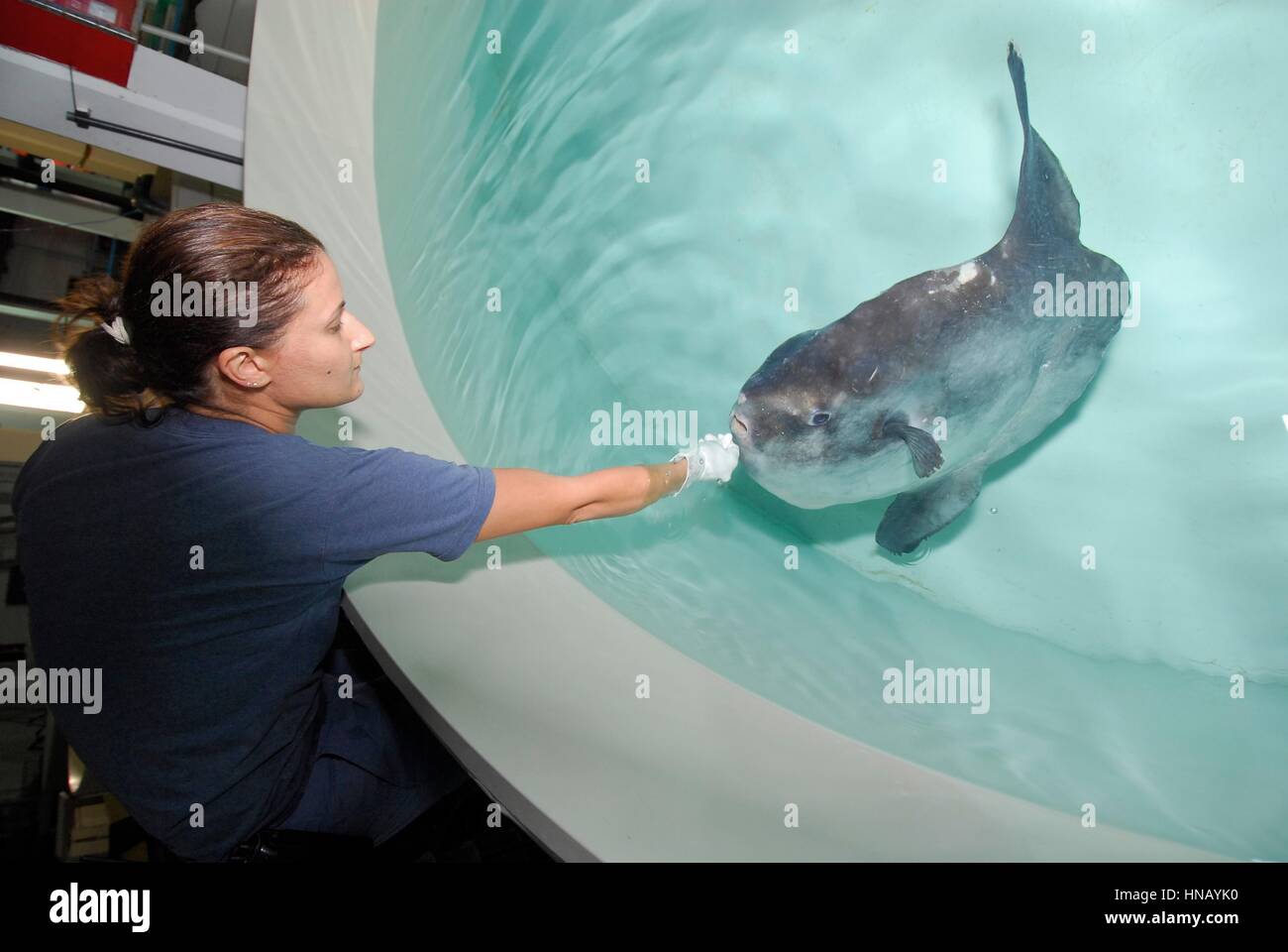 Banded Sunfish Costume 8,488 Fin Shark Stock Photos Free