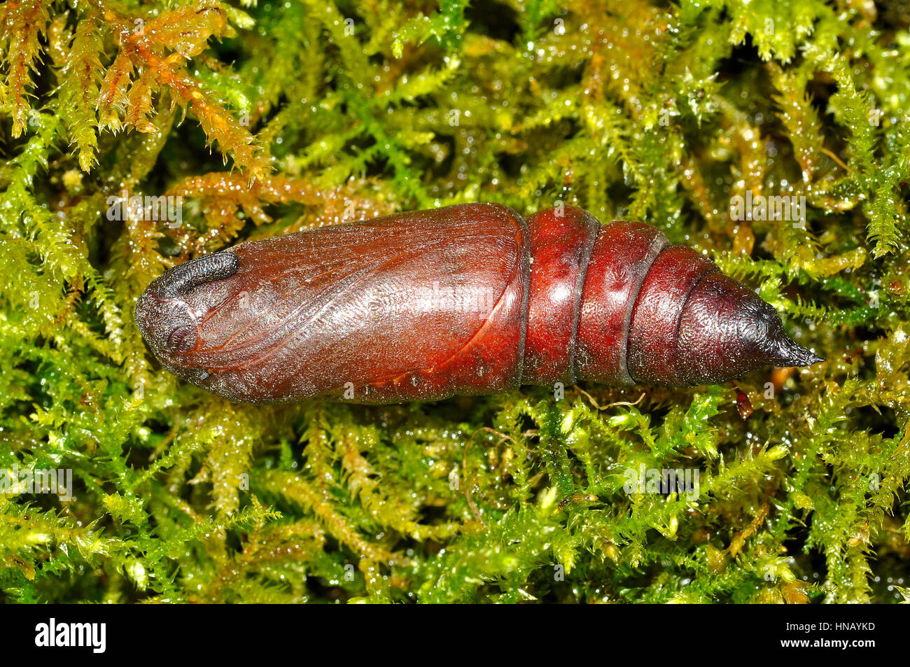 Pupae hi-res stock photography and images - Alamy