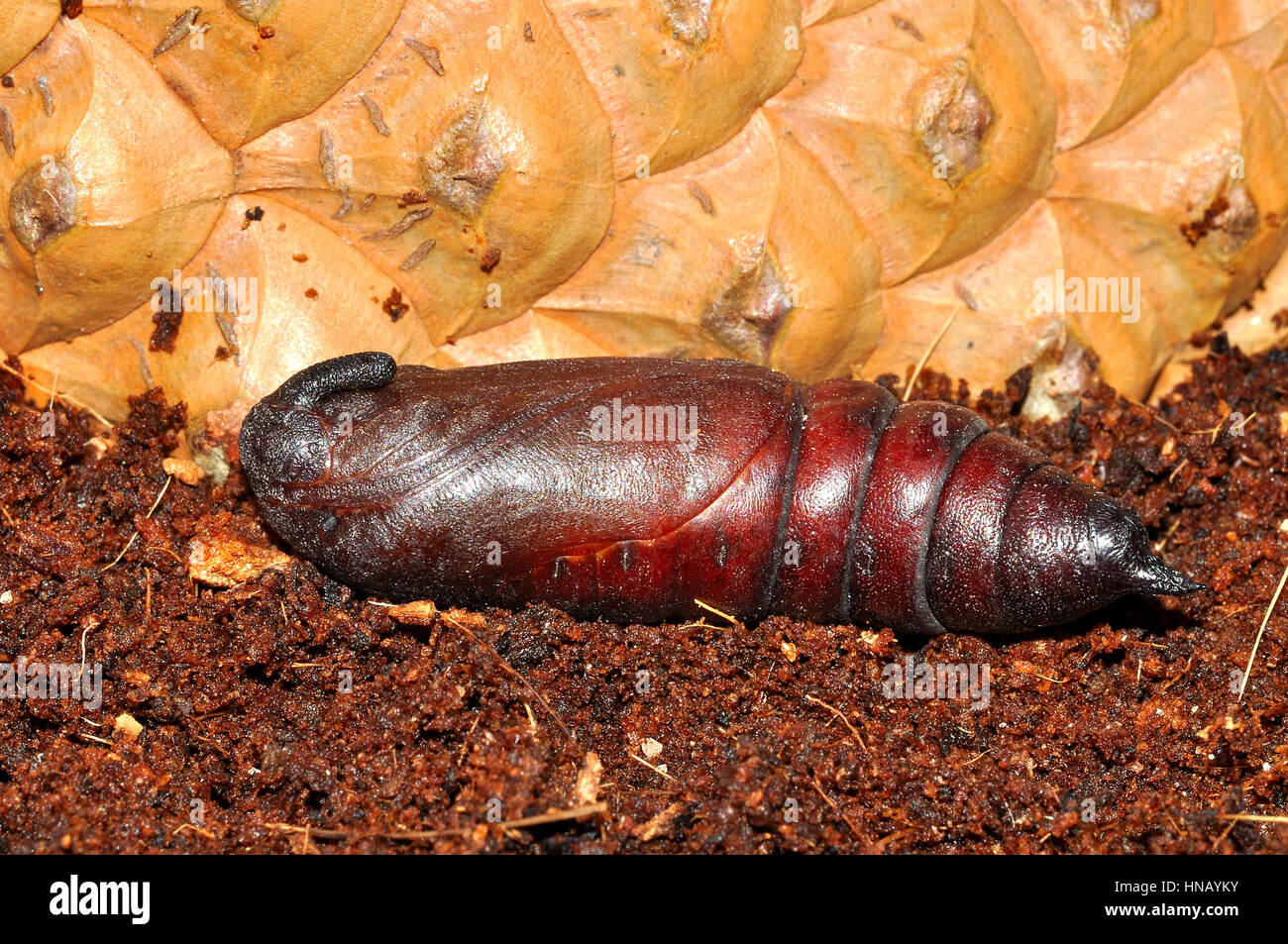Pine Hawk moth pupae (Sphinx pinastri) next to conifer comb Stock Photo ...