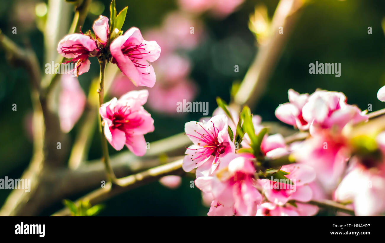 A beautiful closeup to a flower tree Stock Photo - Alamy