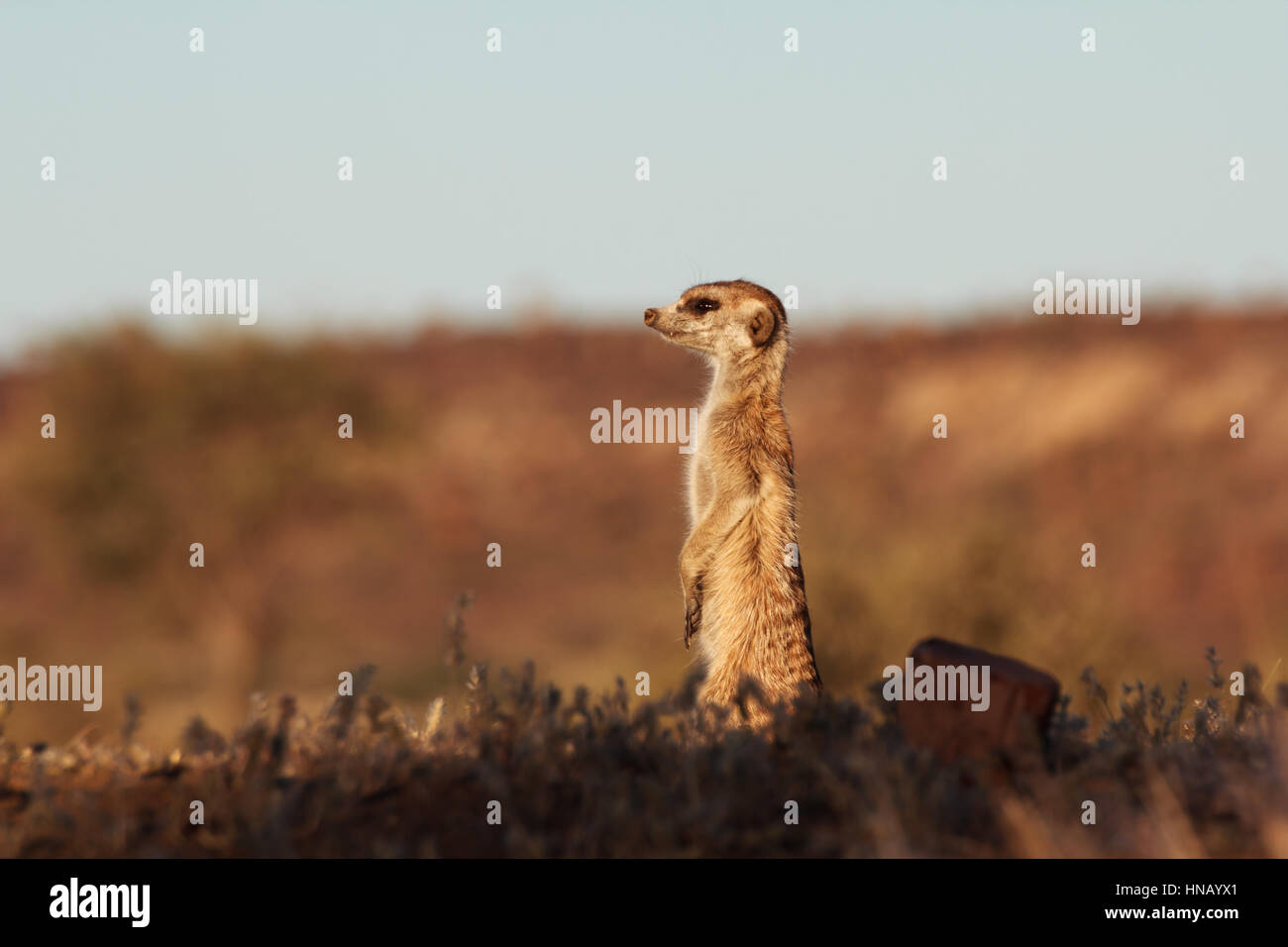 Suricate in the Kalahari Desert, Namibia Stock Photo - Alamy