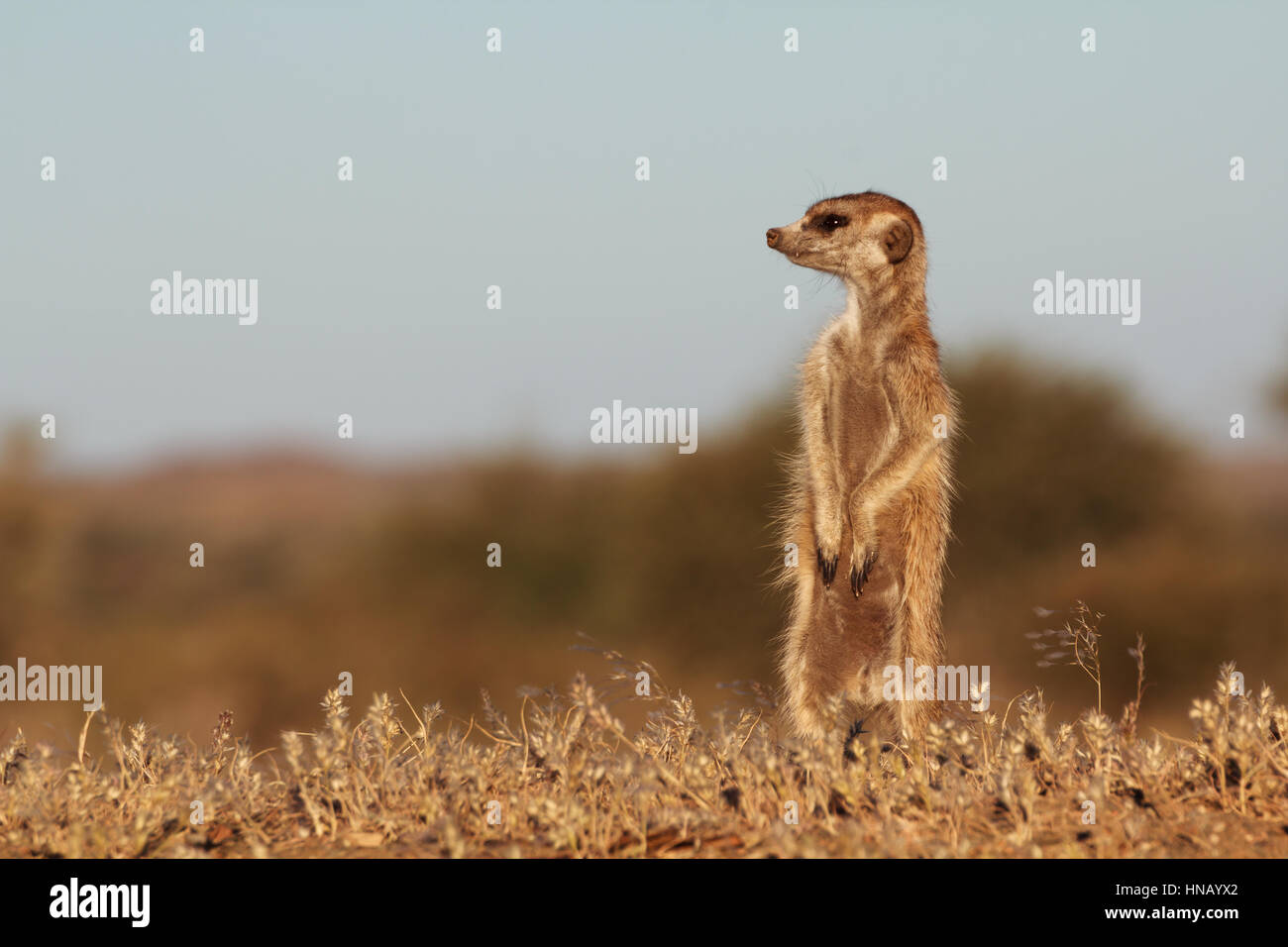 Kalahari desert namibia hi-res stock photography and images - Alamy