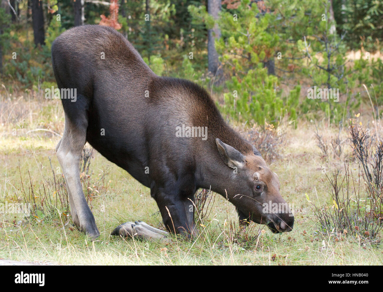 Young American Moose in green grass Stock Photo - Alamy