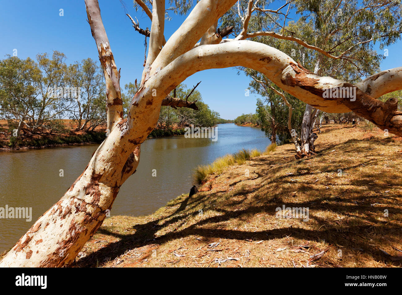 Ashburton River with Eucalyptus Gum Trees, Onslow, Pilbara, Western ...