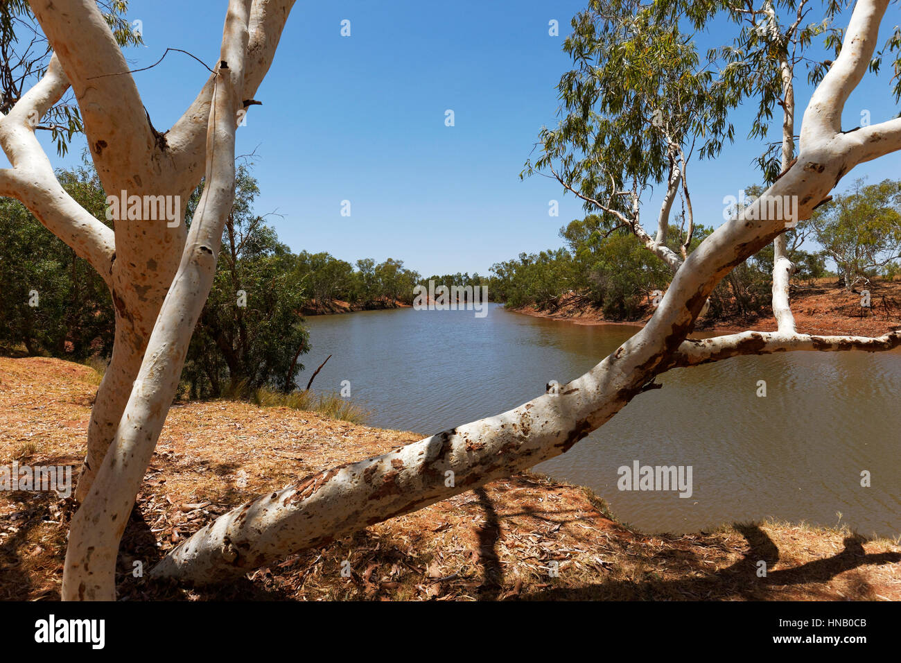 Ashburton River with Eucalyptus Gum Trees, Onslow, Pilbara, Western ...