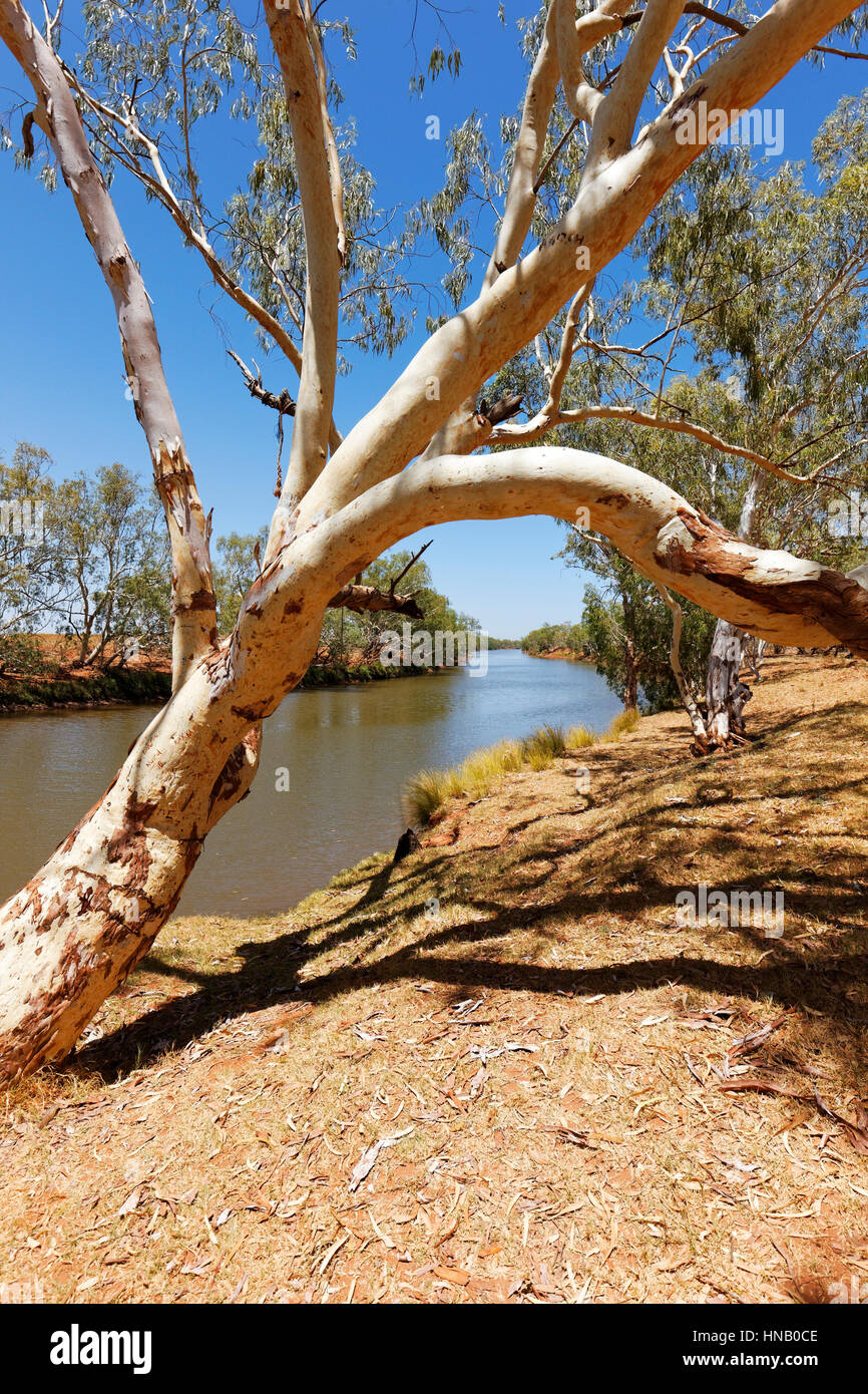 River gum trees hi-res stock photography and images - Alamy