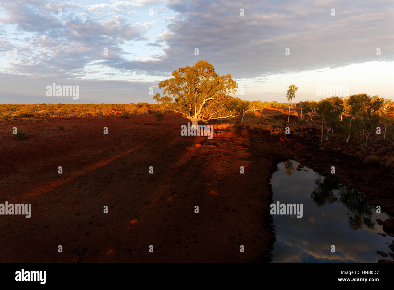 Eucalyptus tree in early morning light, Pilbara, Western Australia ...