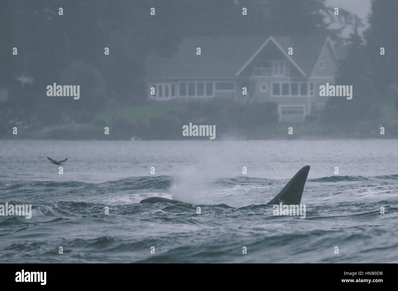 Orcas in storm weather inside populated sooke basin Stock Photo - Alamy