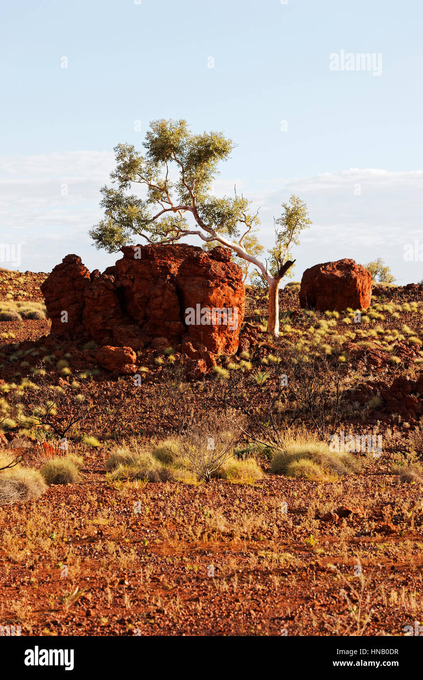 Large red rock and Eucalyptus gum tree in Australian outback, Pilbara ...