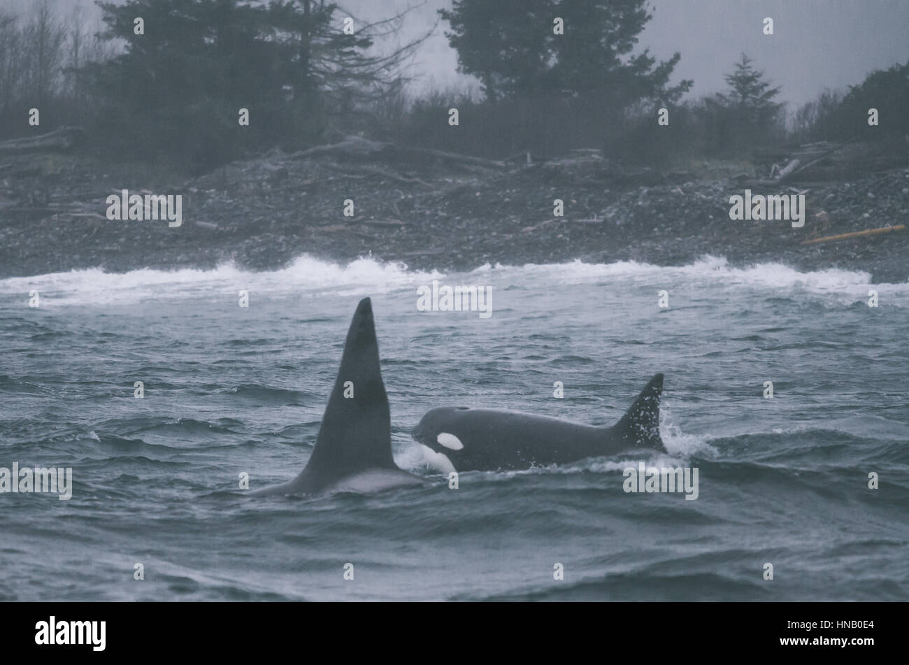 Great killer whale hi-res stock photography and images - Alamy