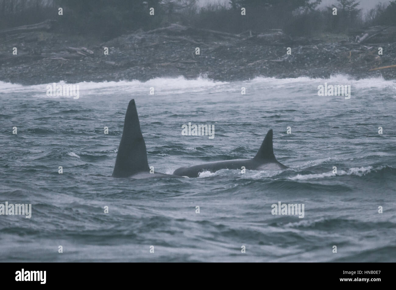 Orcas in storm weather inside populated sooke basin Stock Photo - Alamy