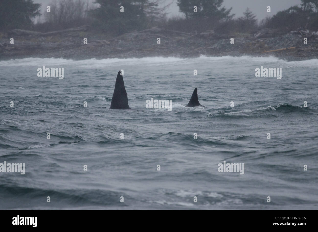 Orcas in storm weather inside populated sooke basin Stock Photo - Alamy
