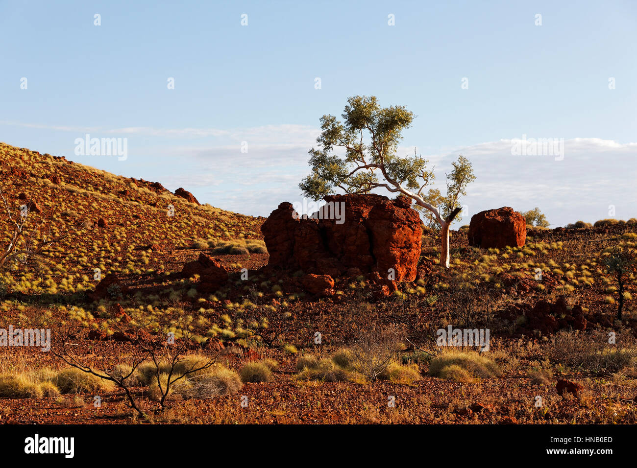 Large red rock and Eucalyptus gum tree in Australian outback, Pilbara ...